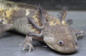 Quatro Mosaic - Aqua-Planet