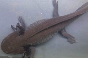 Melanoid - Aqua-Planet