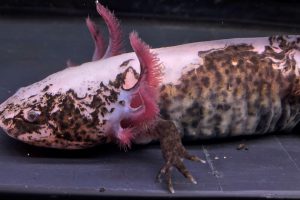 Split Mosaic - Aqua-Planet